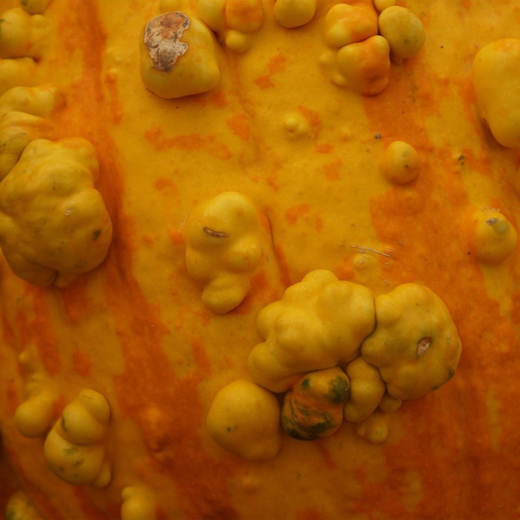 Geschlechtskrankheiten - Urologie Für Alle